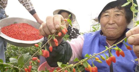 구기자 효능 구기자 많이 먹은 쥐일 수록 음경이 팽창