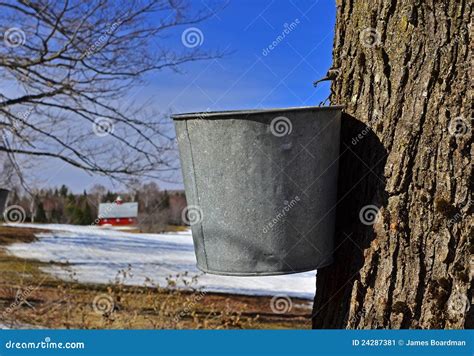 Maple Tree With A Sap Bucket Stock Image Image Of Vermont Barn 24287381