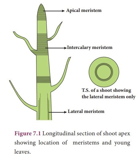 Meristematic Tissue Definition Features And Functions Cbse Class