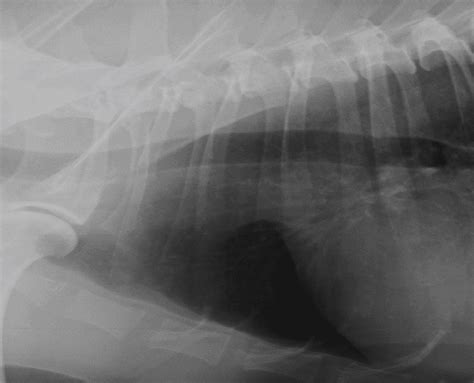 Effects Of Positioning Respiration And Technique On Interpretation Of