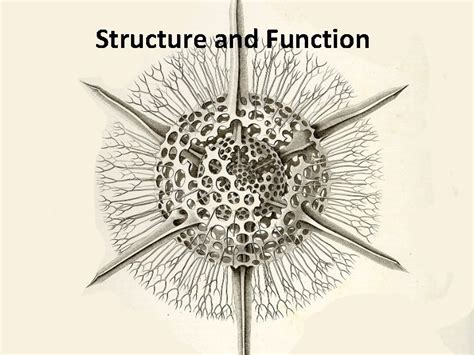 structure and function structure and function in the