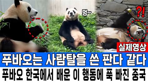 푸바오는 사람탈을 쓴 판다 같다 푸바오 한국에서 배운 이 행동에 푹 빠진 중국 Youtube