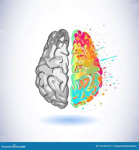 Creative Part And Logic Brain Part Vector Illustration Element Stock Vector Illustration Of