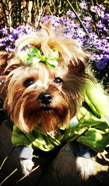 Щенки йорков готовы к бронированию дети прекрасных породистых родителей дата рождения 29 03