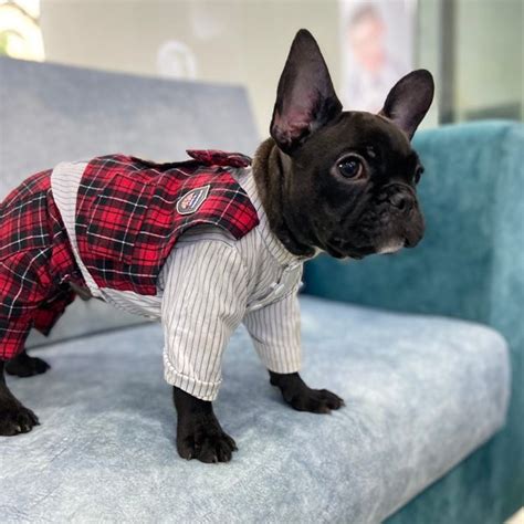 Chó đực Có Nên Triệt Sản Không Những ưu Và Nhược điểm Là Gì