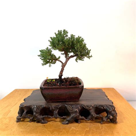 Japanese Juniper J Procumbens Bonsai Allshapes Bonsai