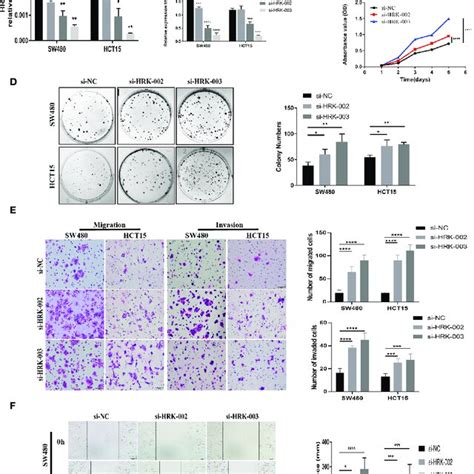 Hrk Reduction Mediated By Sirna Promotes Crc Cell Proliferation