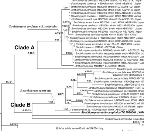 Bayesian Phylogram Obtained From The General Its2 Sequence Alignment