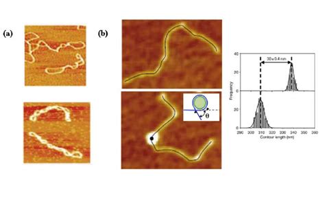 Afm Visualization Of Dna Superstructure In Protein Dna Complexes A Download Scientific