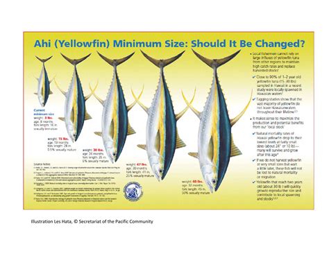 Yellowtail Tuna Vs Bluefin