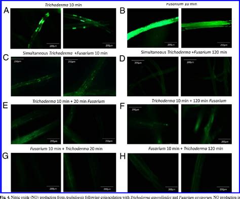 Figure 4 From Trichoderma Asperelloides Suppresses Nitric Oxide