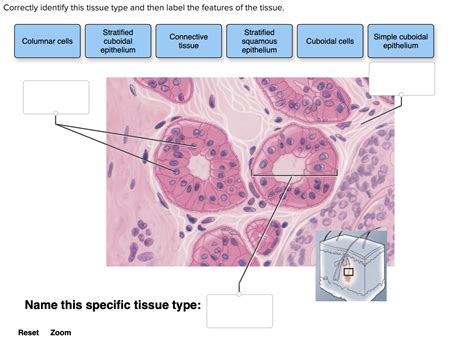 Correctly Identify This Tissue Type And Then Label Chegg