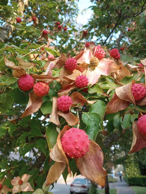 Plant Id Pnw Red Squishy Fruit With Points R Foraging