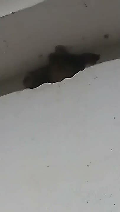 ගේ කුරුල්ලන් නිවස තුළ Youtube