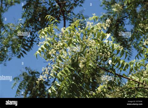 Neem Tree Or And Margosa Azadirachta Indica Melia Azadirachta Linn