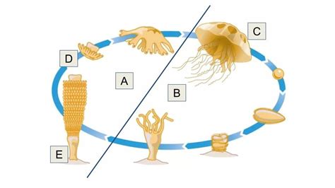 2 Cnidarian Life Cycle Diagram Quizlet