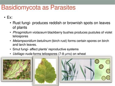 Ppt Basidomycota Powerpoint Presentation Free Download Id2027949
