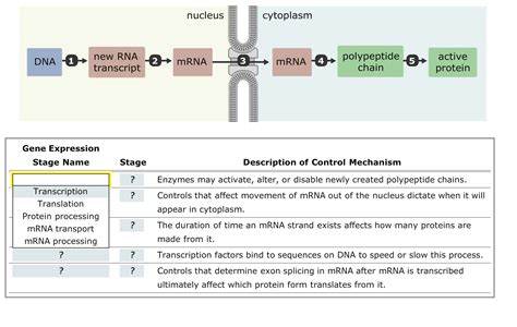 Solved Nucleus Cytoplasm Dna 1 New Rna Transcript Mrna Mrna