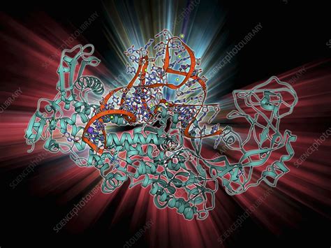 Isoleucyl Trna Synthetase Molecule Stock Image F0096065 Science