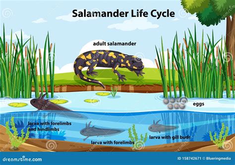 Diagram Showing Salamander Life Cycle Stock Vector Illustration Of