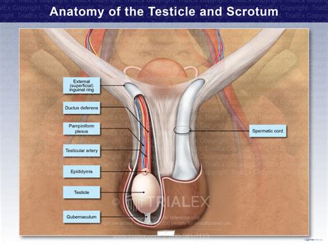 Human Testicle Diagram