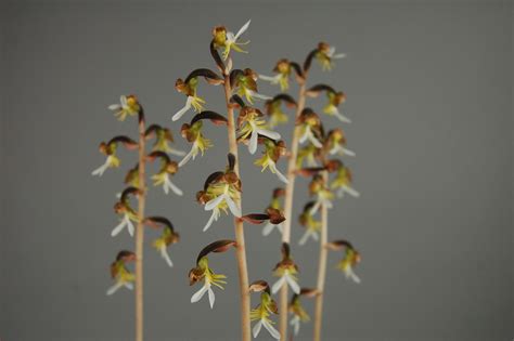 Anoectochilus Formosanus Orchideen Wichmann De Highest Horticultural Quality And Experience