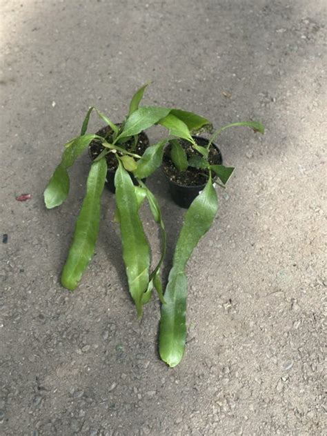 Orchid Cactus › Anything Grows