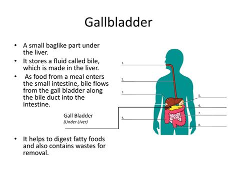 PPT Functions Of Liver Pancreas And Gallbladder PowerPoint Presentation ID