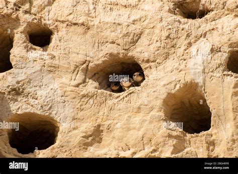 Sand Martins In Their Caves On The Steep Coast Of The Island Of Rügen