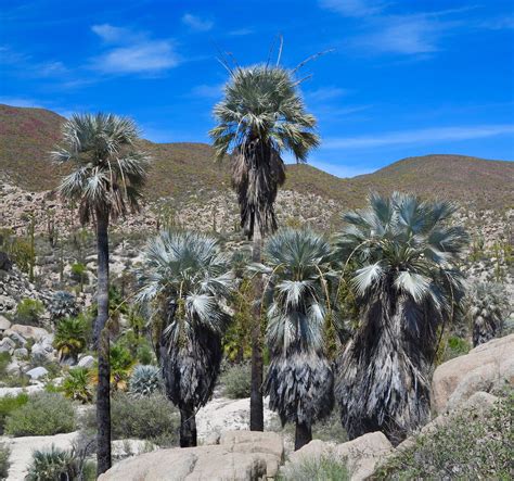 Mexican Blue Palm 5 Seeds Brahea Armata Randb Floridaseeds