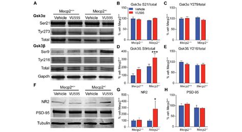 M 1 Potentiation Increases Both Gsk3β Inhibition And Synaptic Nmdar Download Scientific Diagram