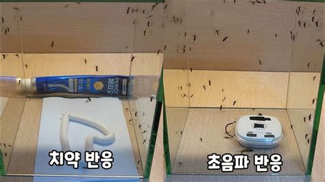 초음파 해충 퇴치기 효과 있을까 모기 가둬놓고 들려 줘봤습니다 Youtube