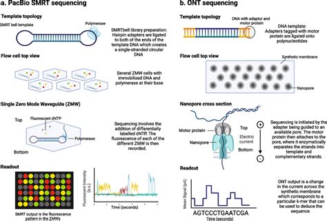 Schematic Diagram Of A PacBio SMRT Sequencing And B ONT Created With Download Scientific