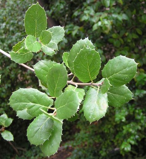 Coastliveoakleaf Habitat Garden Plant Leaves Leaves
