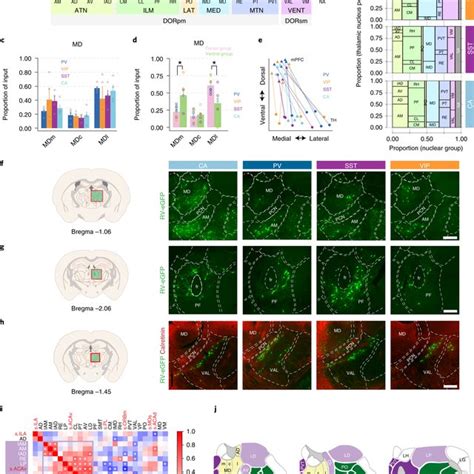 Retrograde Tracing Of Monosynaptic Input Targeting The Mpfc A Download Scientific Diagram
