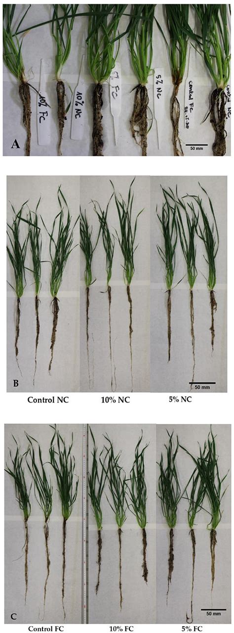 Frontiers Efficacy Of Lamium Album As A Natural Fungicide Impact On