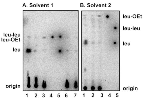 Unk1 Forms In The Presence Of Excess Ethanol A Leucyl Ethyl Ester