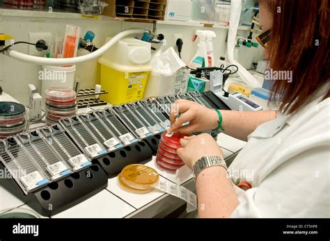 Bacteriology Laboratory Techniques Are Actually An Emphasis Of At Abby