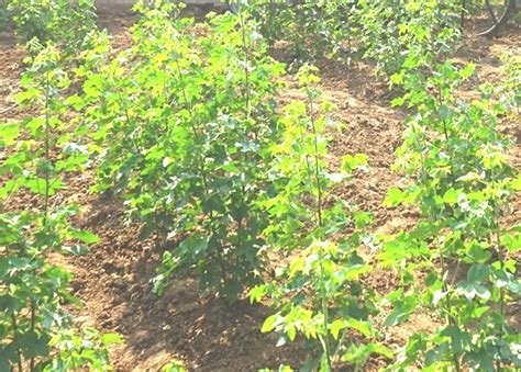 ကျောက်ဆည်မြို့နယ်၌ မိုးနှေင်းချည်မျှင်ရှည် ၁၀၇၆၇ဧက စိုက်ပျိုးပြီးဖြစ