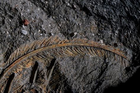 Immaculate Feather Fossil Reveals The Unlikely Preserving Power Of