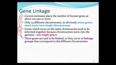 Genetics Pleiotrophy Youtube