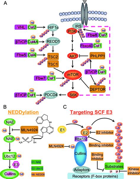 Crlsscf E3 Ubiquitin Ligases Regulate Mtor Pathway A Schematic