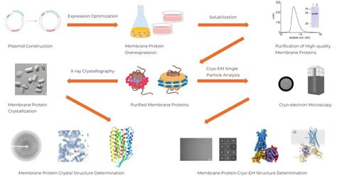 Creative Biostructure On Linkedin Structuralbiology Structuralanalysis