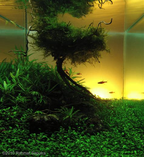 AGA 2010 Aquascaping Contest 121