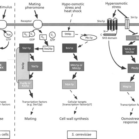 Mitogen Activated Protein Map Kinase Pathways Map Kinase Mapk