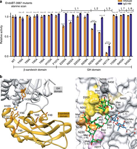 Alanine Scan Mutagenesis Of Endobt 3987 Active Site For Hm Igg1 And