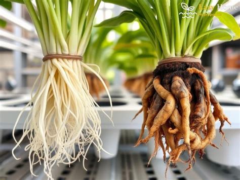 Dealing With Pythium Root Rot In Hydroponic Systems Easy Home Hydroponics