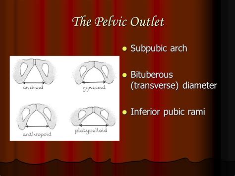 Anatomy And Physiology Of Pregnancy Ppt Download