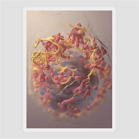 Melanoma Stickers For Sale By Science Source Prints