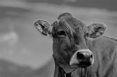 Cows Are Grazing On A Meadow Cattle Cow Pasture In A Green Field Dairy Cattle At Pasture On